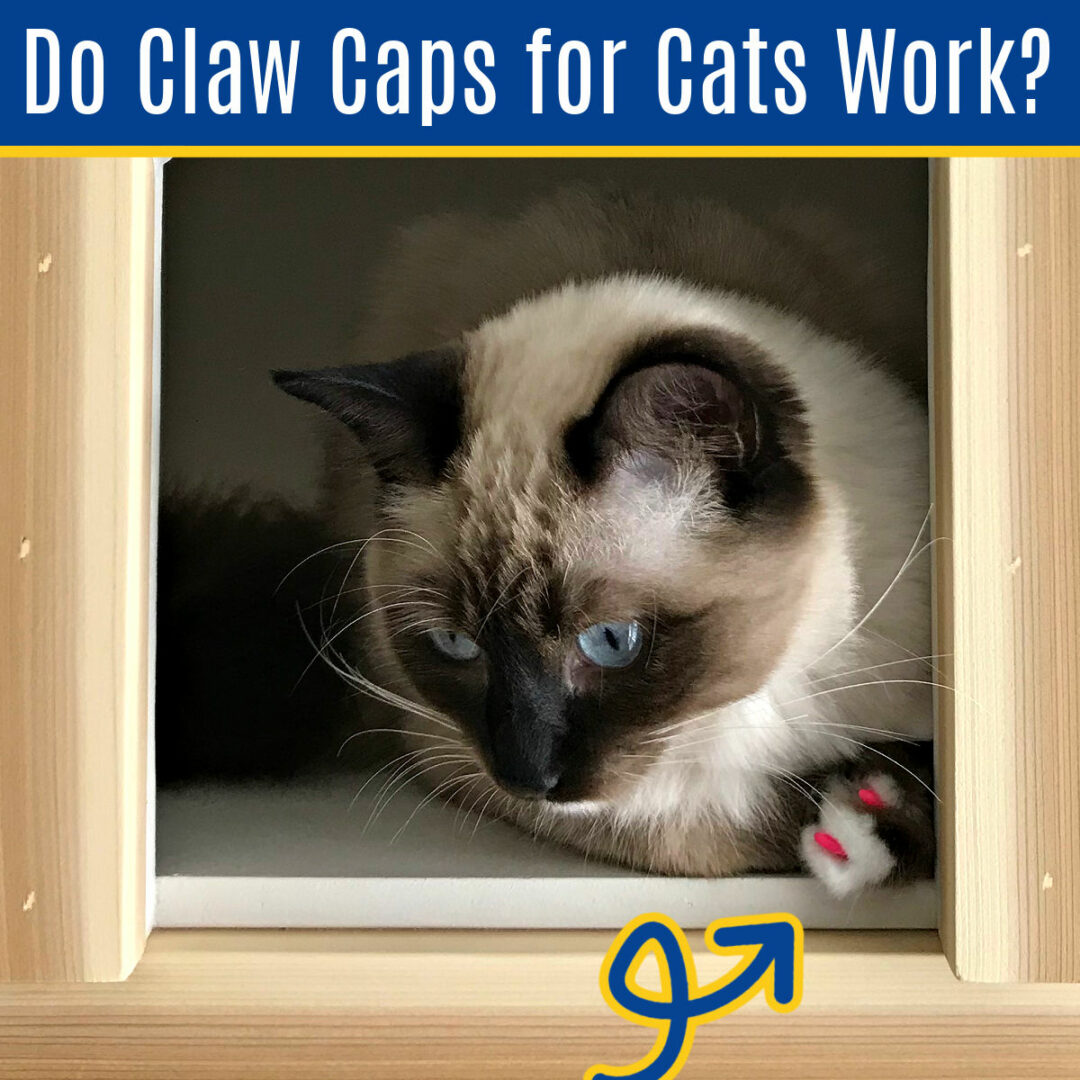 Do Claw Caps for Cats Work? Here's why I LOVE them! - Abbotts At Home