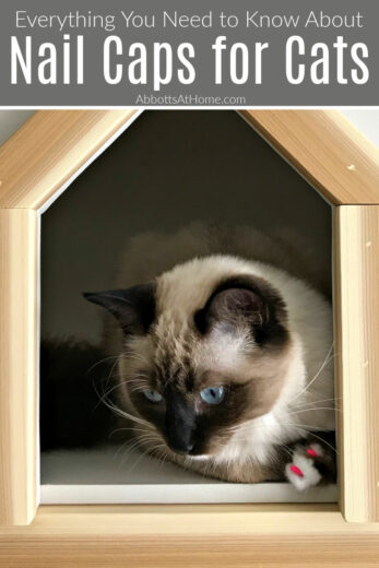 Do Claw Caps for Cats Work? Here's why I LOVE them! - Abbotts At Home