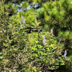 16 Best Perennials For Zone 9: Easy Colorful Flowers And Landscaping ...