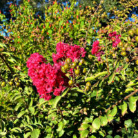 16 Best Perennials For Zone 9: Easy Colorful Flowers And Landscaping ...
