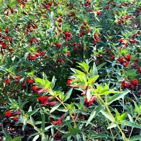 16 Best Perennials For Zone 9: Easy Colorful Flowers And Landscaping ...