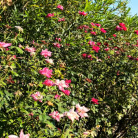 16 Best Perennials For Zone 9: Easy Colorful Flowers And Landscaping ...