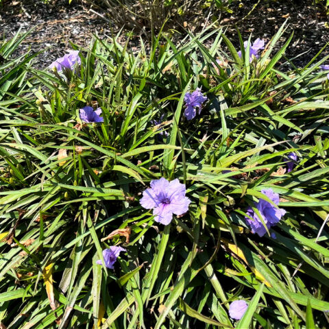 16 Best Perennials For Zone 9: Easy Colorful Flowers And Landscaping ...