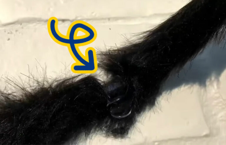 How to Hang Giant Spider Decorations: Easy Outdoor Halloween Idea ...